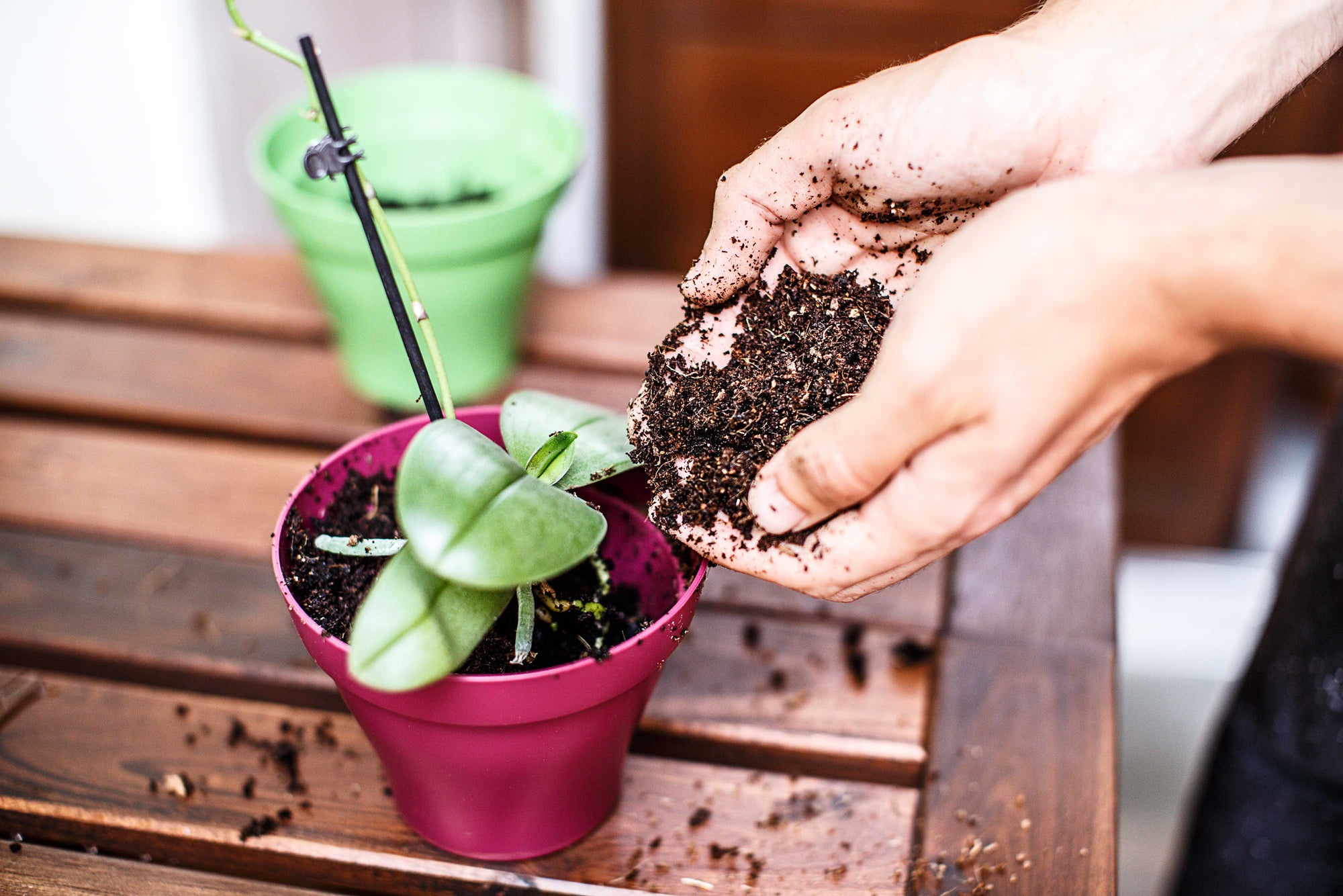 How You Should Fertilize Your House plants